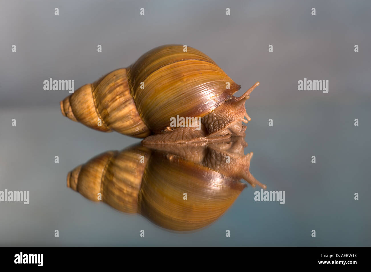 Invasive species giant african snail hi-res stock photography and ...