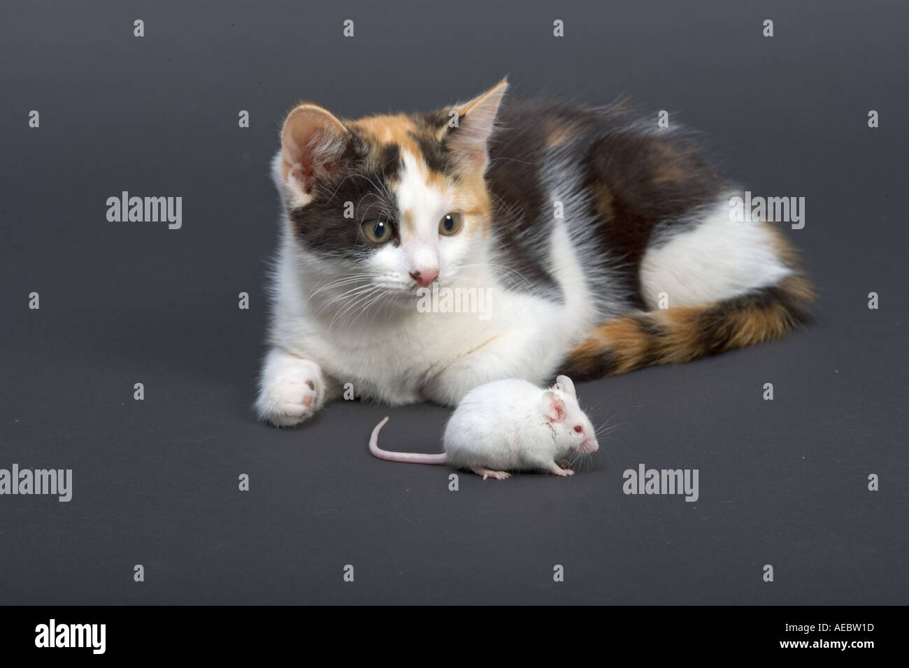 Tortoiseshell Kitten playing with White Mouse Stock Photo - Alamy
