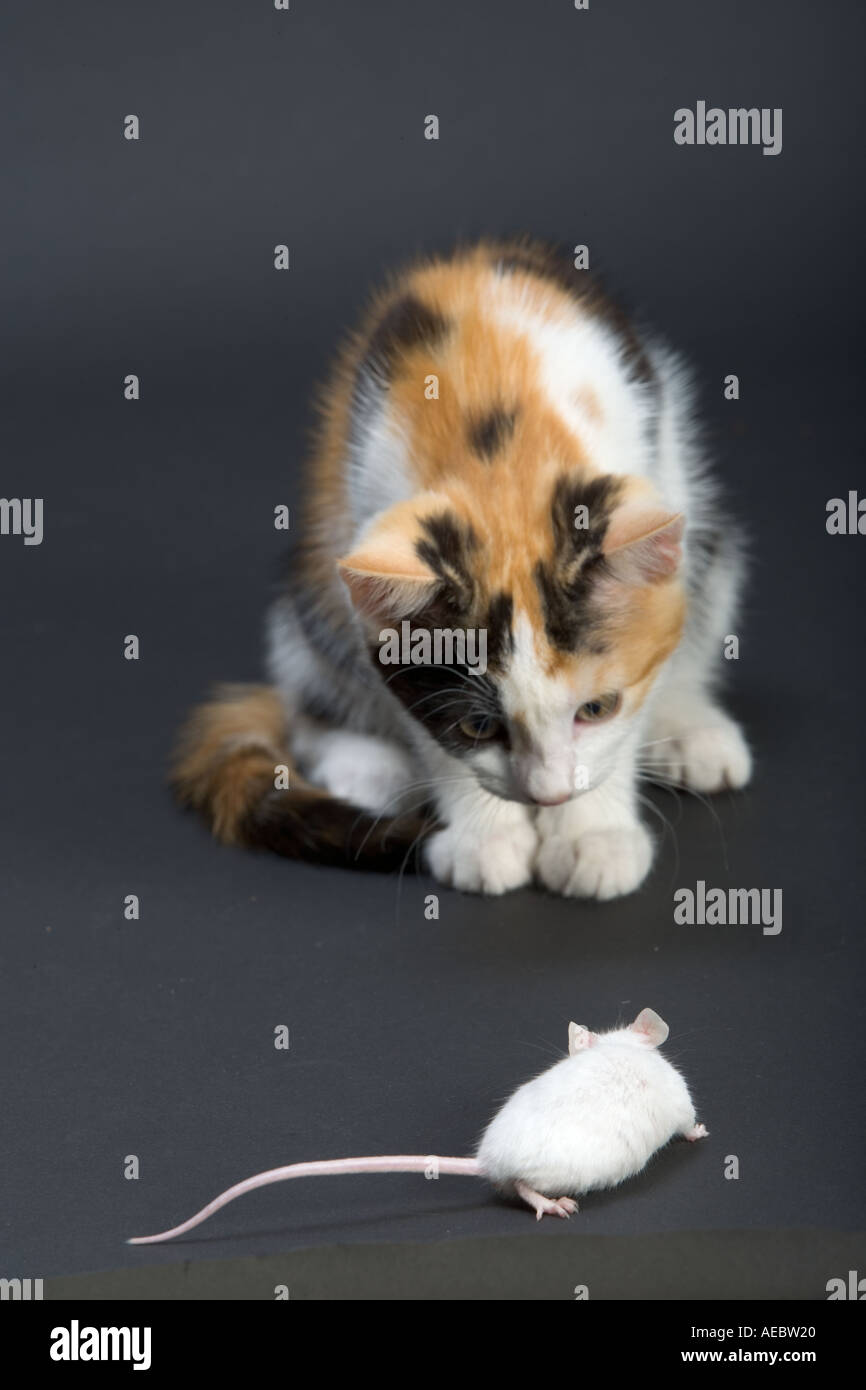 Tortoiseshell Kitten playing with White Mouse Stock Photo - Alamy