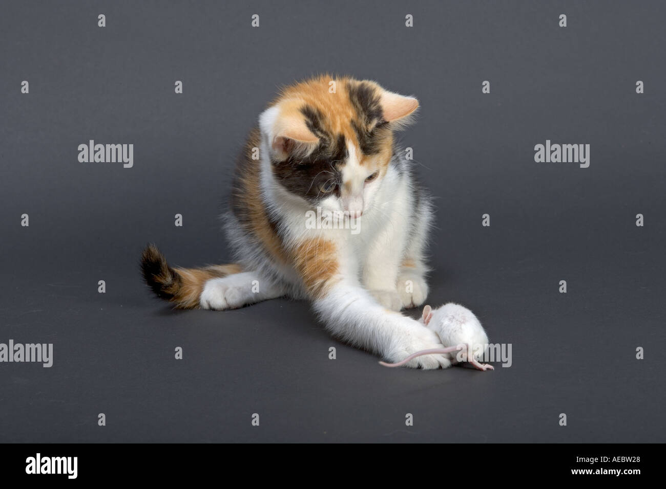 Tortoiseshell Kitten playing with White Mouse Stock Photo - Alamy