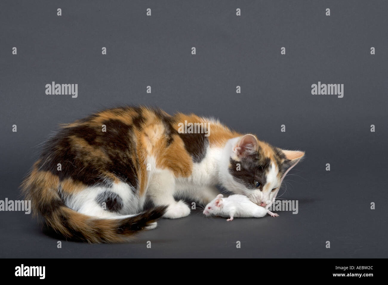 Tortoiseshell pair hi-res stock photography and images - Alamy