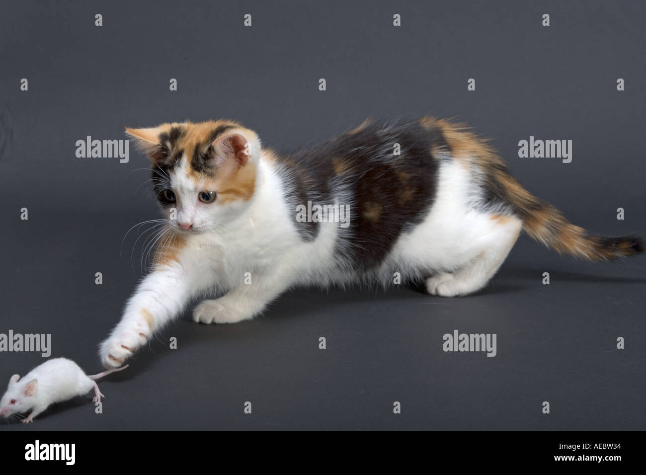 Tortoiseshell Kitten playing with White Mouse Stock Photo - Alamy