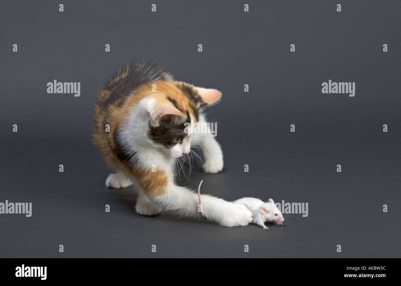 Tortoiseshell Kitten playing with White Mouse Stock Photo - Alamy