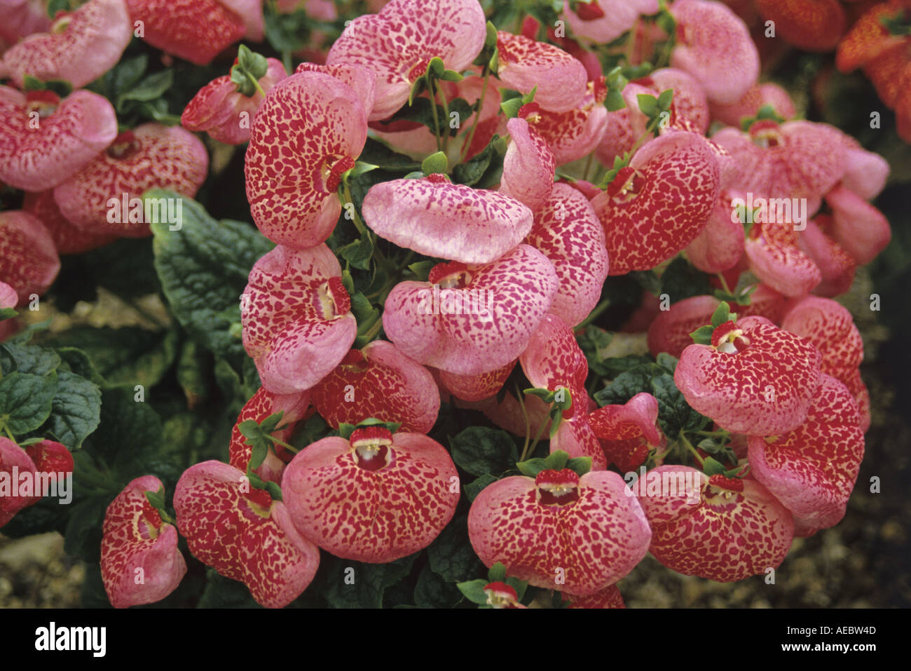 Calceolaria plants hi-res stock photography and images - Alamy