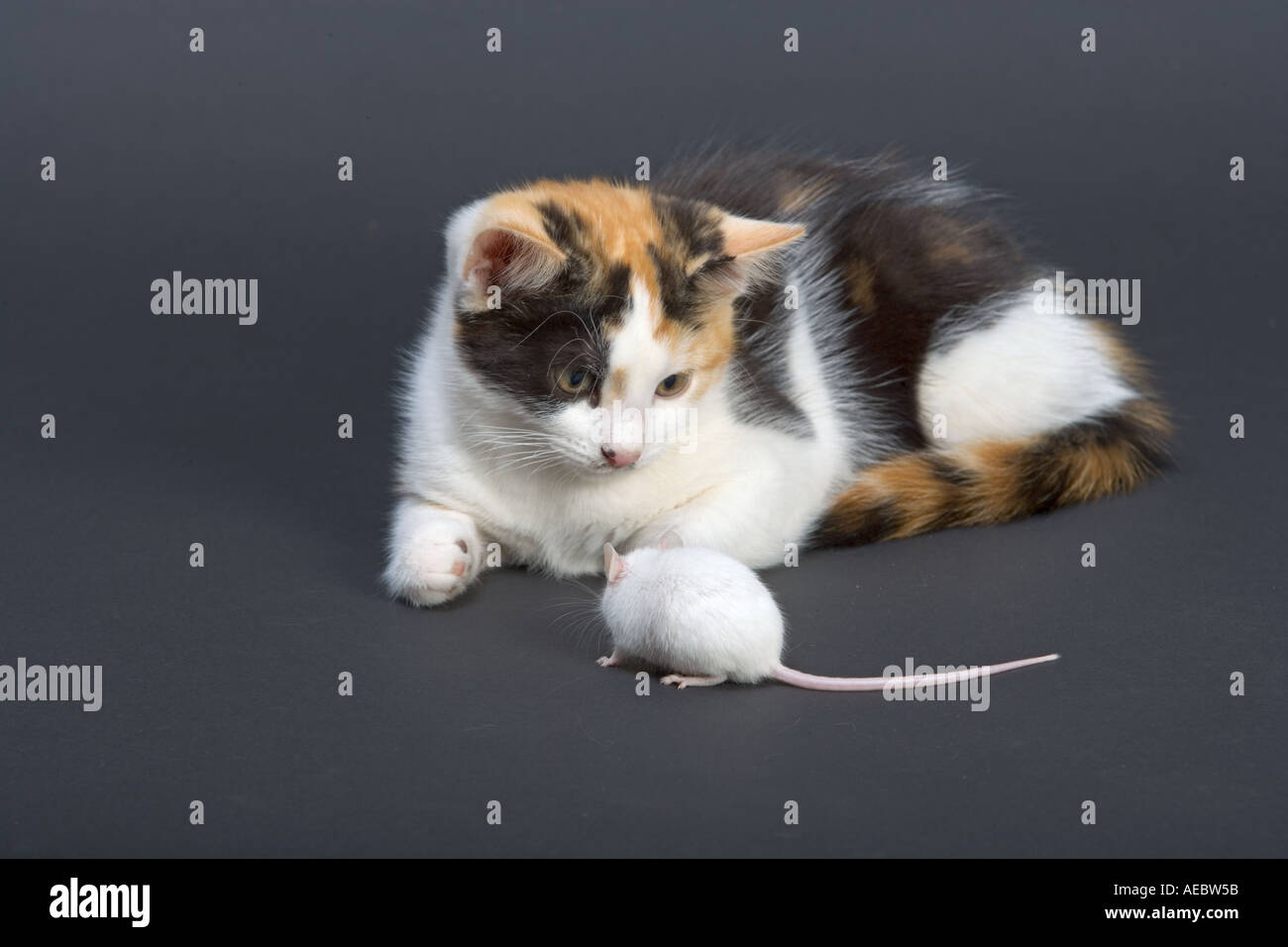 Tortoiseshell Kitten playing with White Mouse Stock Photo - Alamy