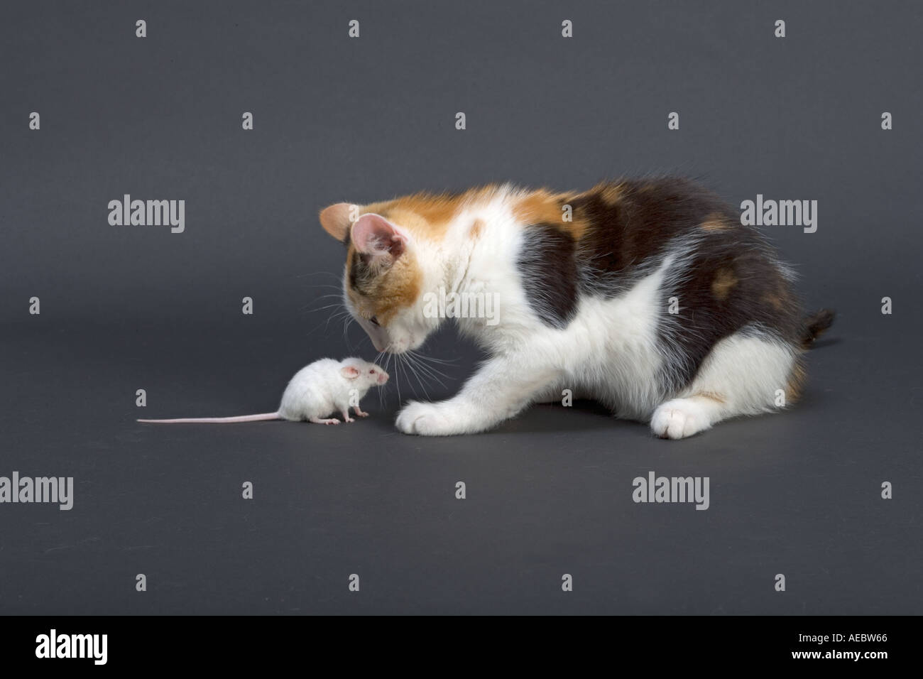 Tame mouse hi-res stock photography and images - Alamy