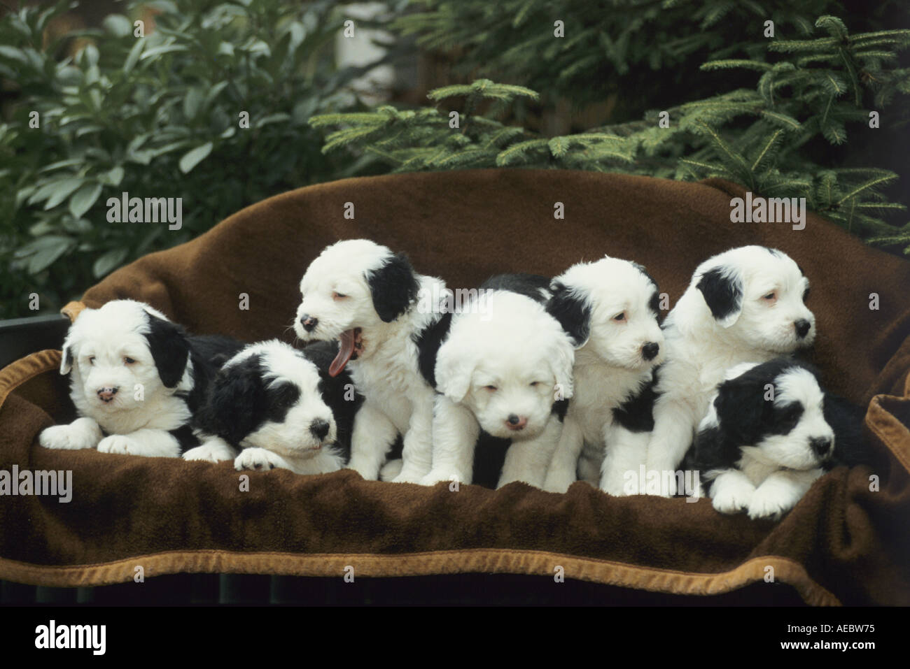 Seven puppies outdoors Stock Photo - Alamy