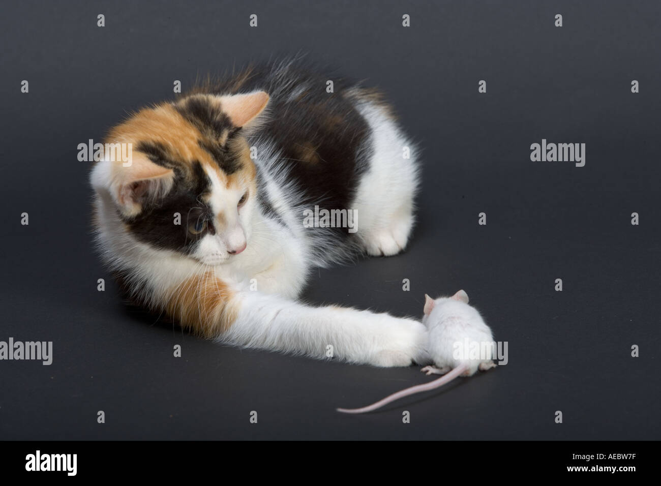 Tortoiseshell Kitten playing with White Mouse Stock Photo - Alamy