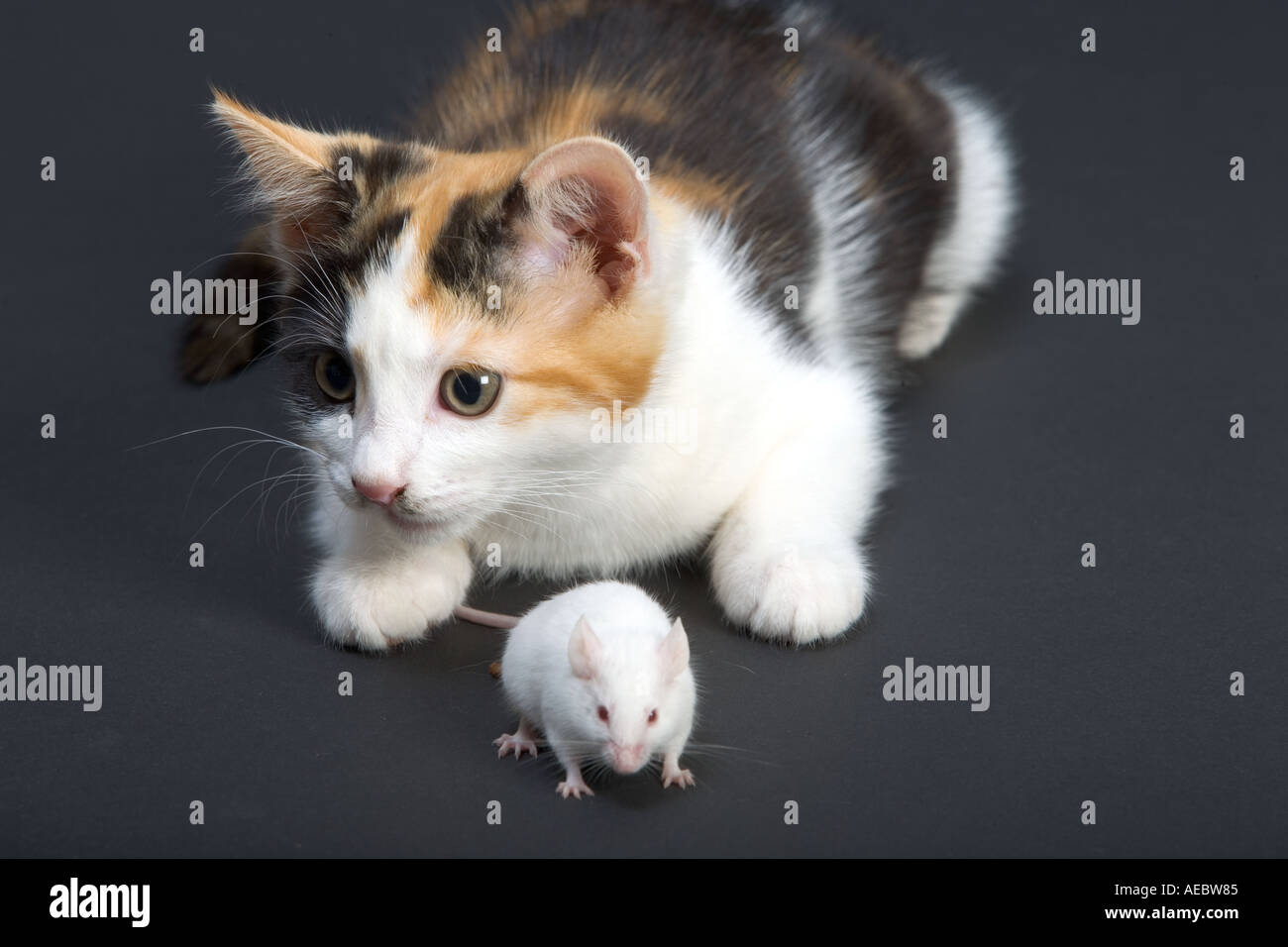 Tortoiseshell Kitten playing with White Mouse Stock Photo - Alamy