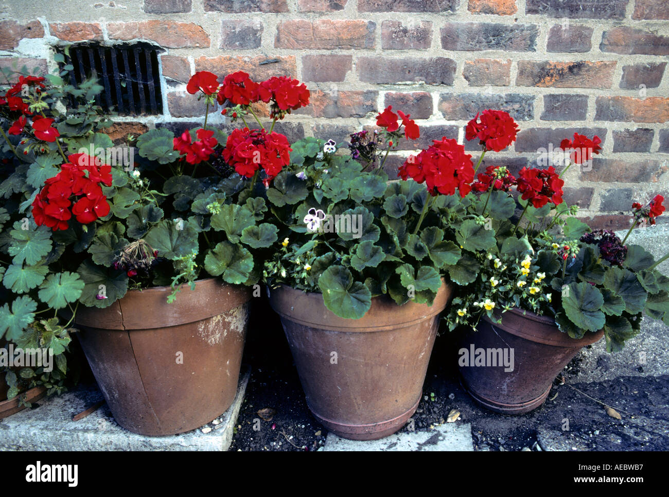 Red Geranium flowers in red clay pots against brick wall Stock Photo ...