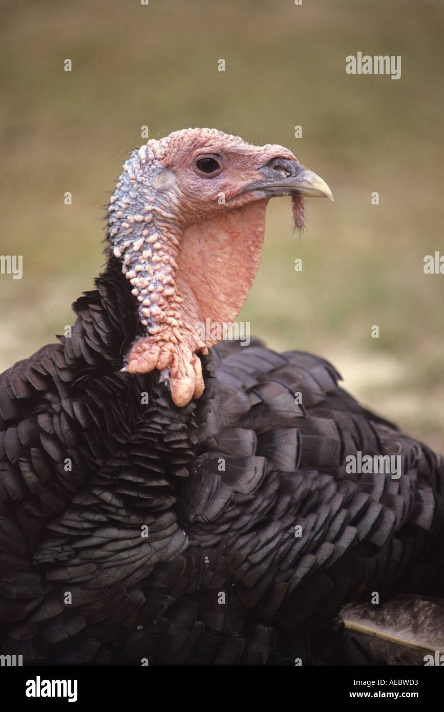 Turkey postcard hi-res stock photography and images - Alamy