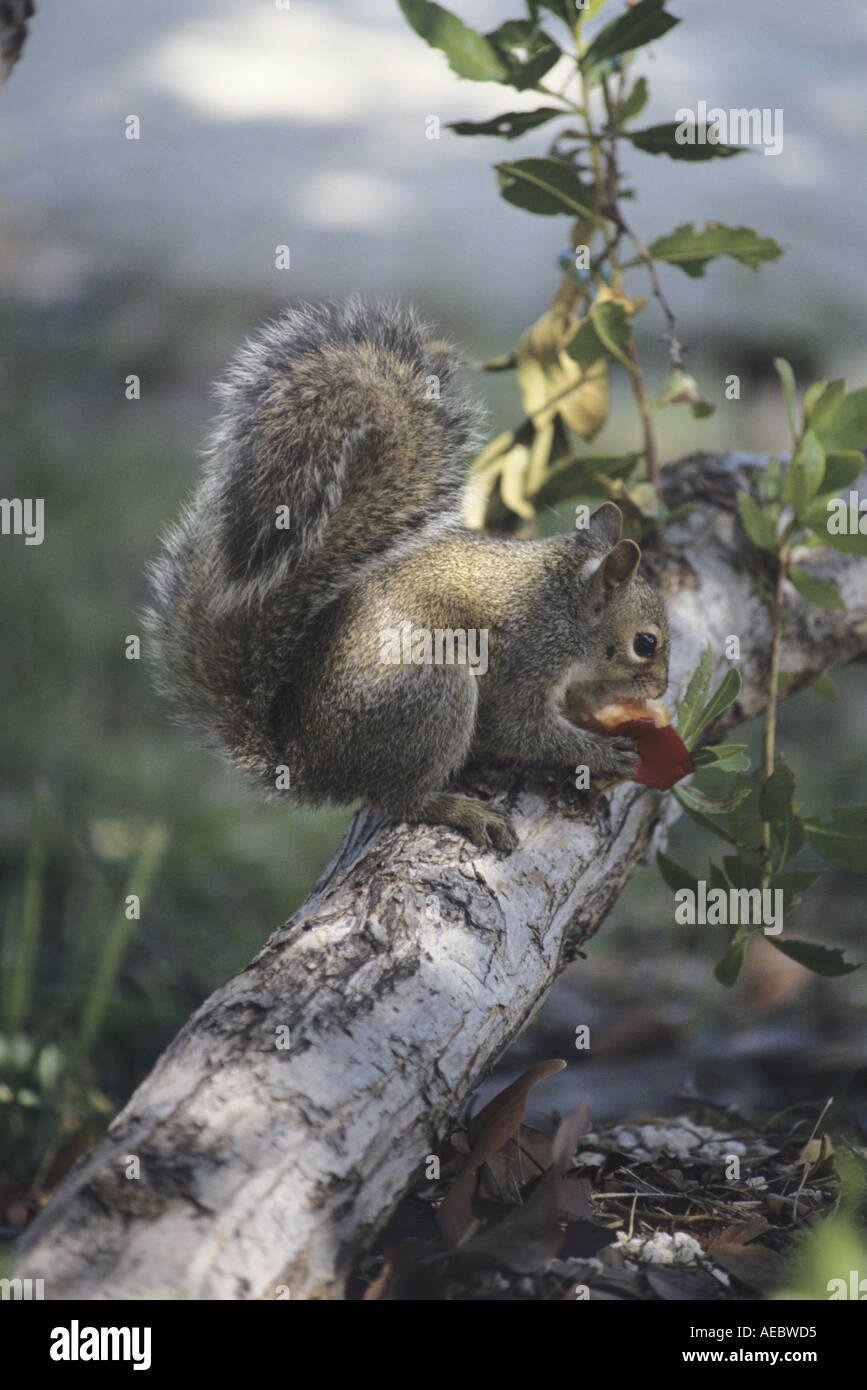 Grey squirrel holding food hi-res stock photography and images - Alamy