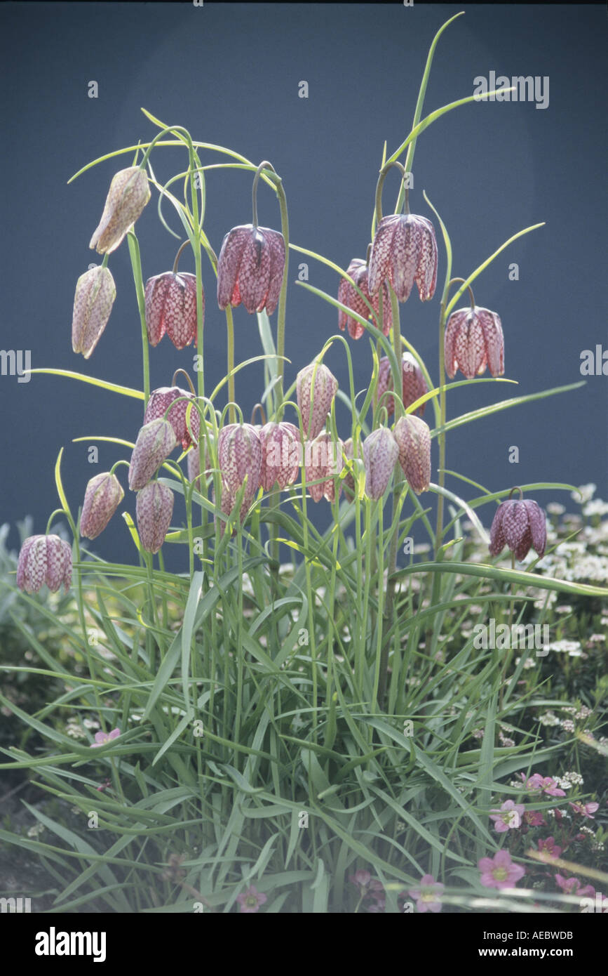 Fritillarias hi-res stock photography and images - Alamy