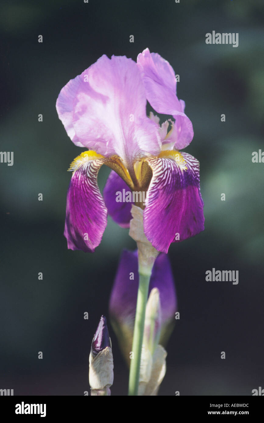 British iris hi-res stock photography and images - Alamy