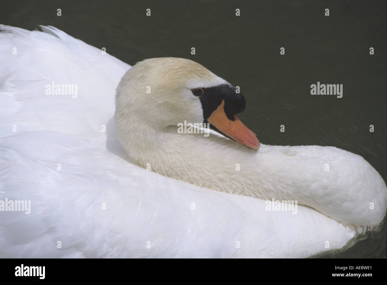 Swan calendar bird photo hi-res stock photography and images - Alamy