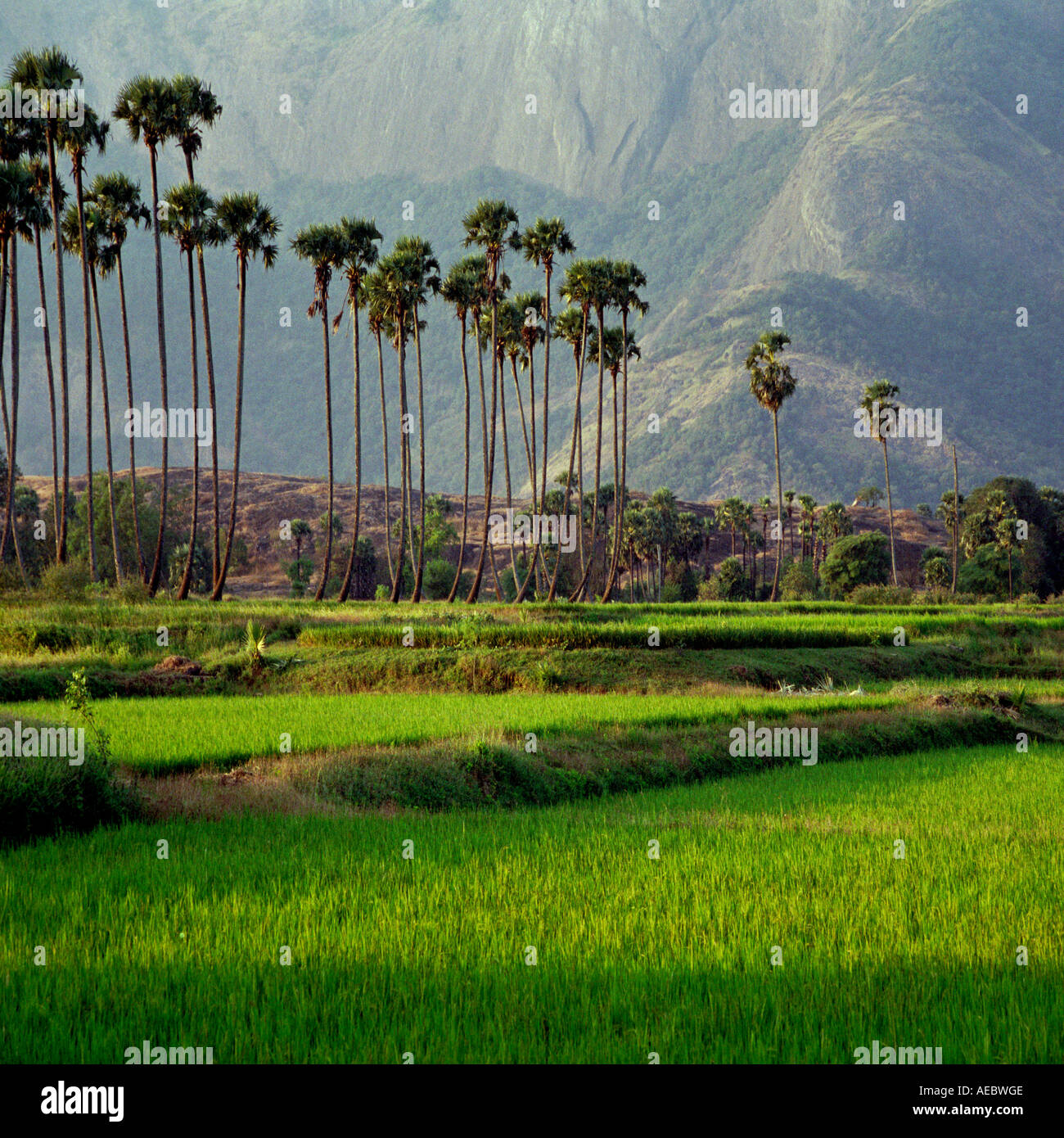 A landscape from Kerala showing lush green paddy fields and palm trees ...