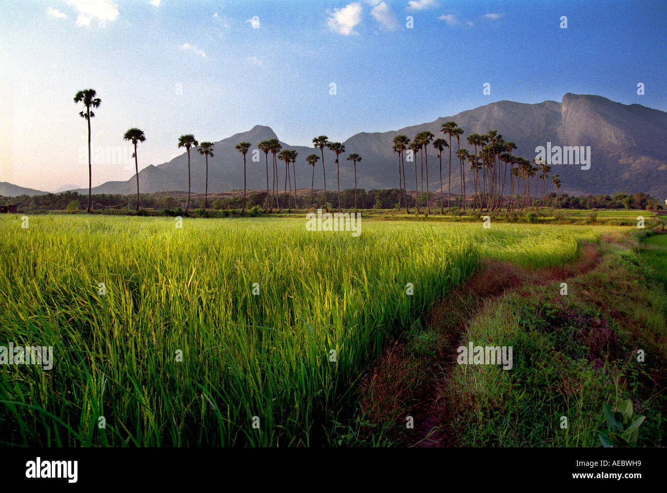 Landscape with lush green paddy fields, palm trees, western Ghat ...