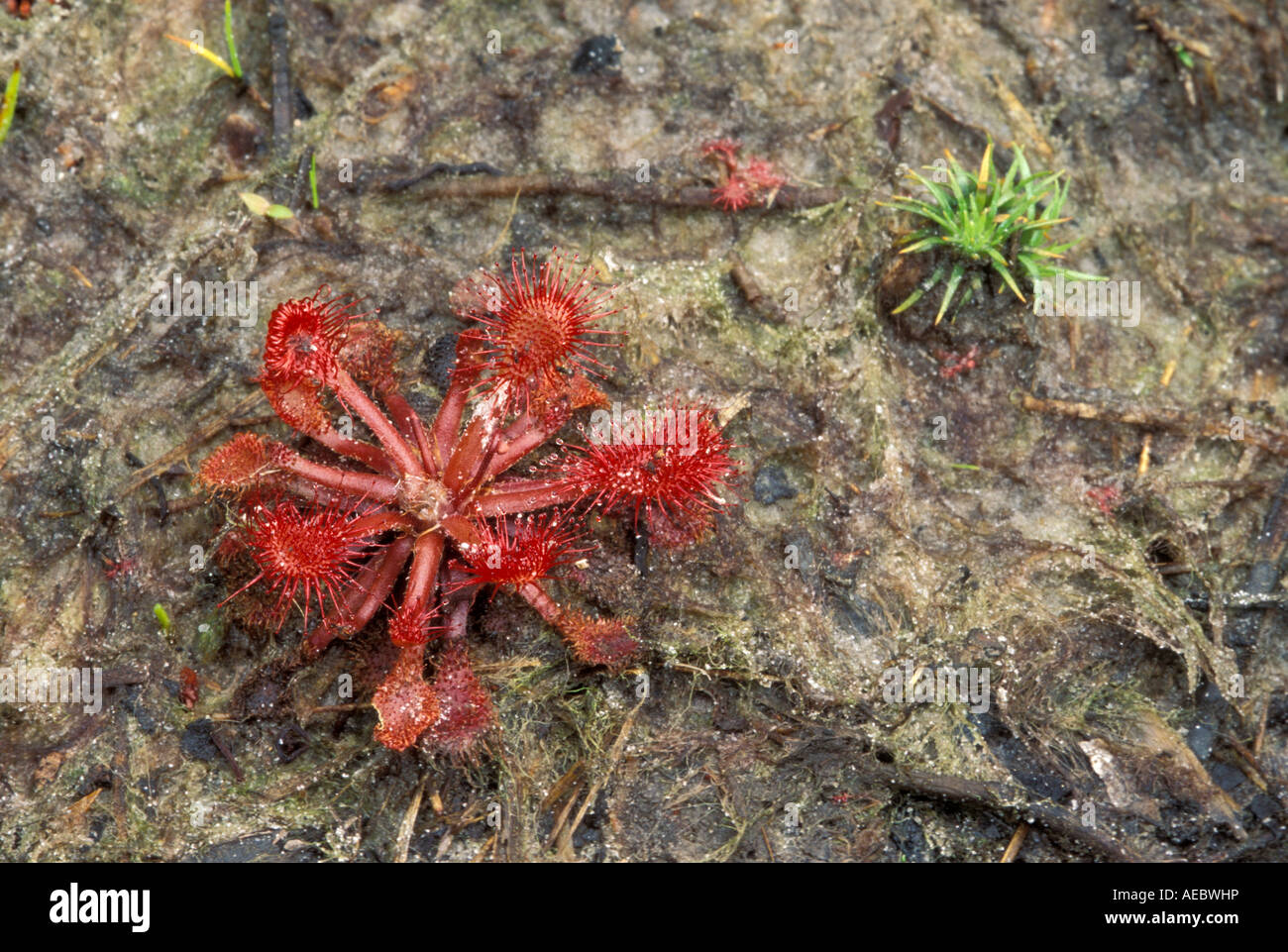 Pink Sundew (Drosera capillaris), Gulf Coastal plain, Florida, USA, by ...