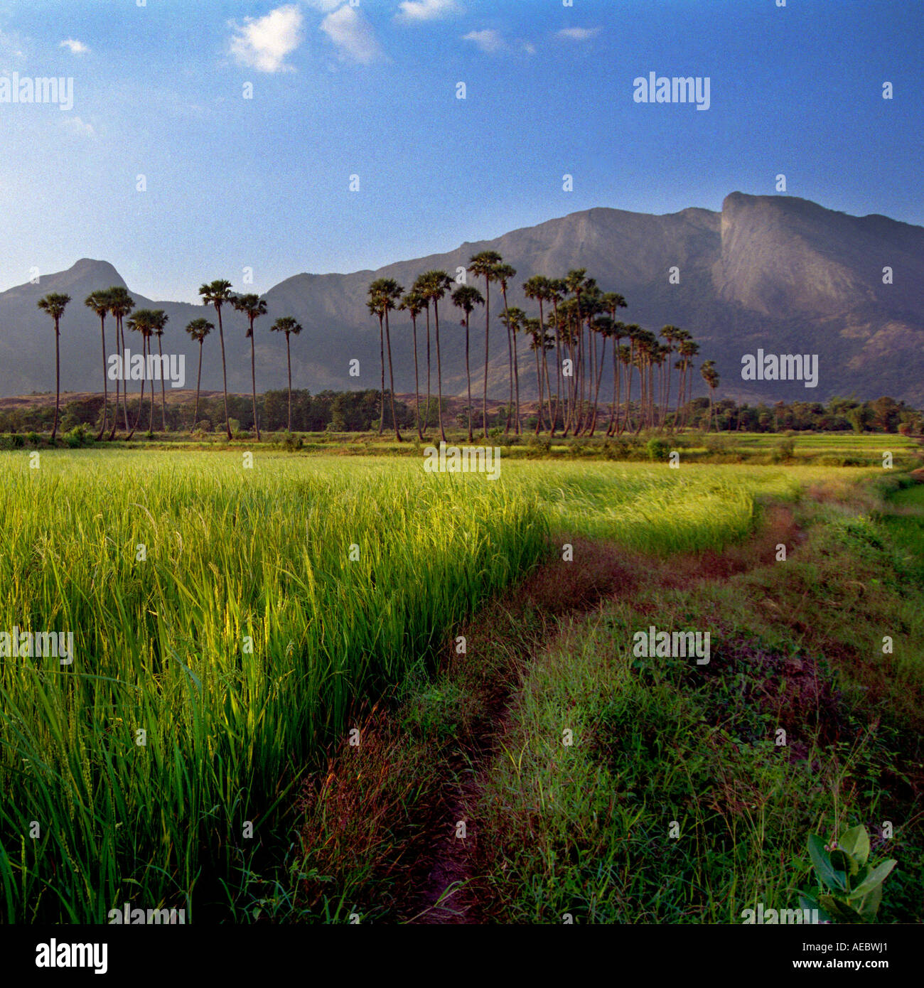 A landscape with paddy fields, palm trees and western ghat maountains ...