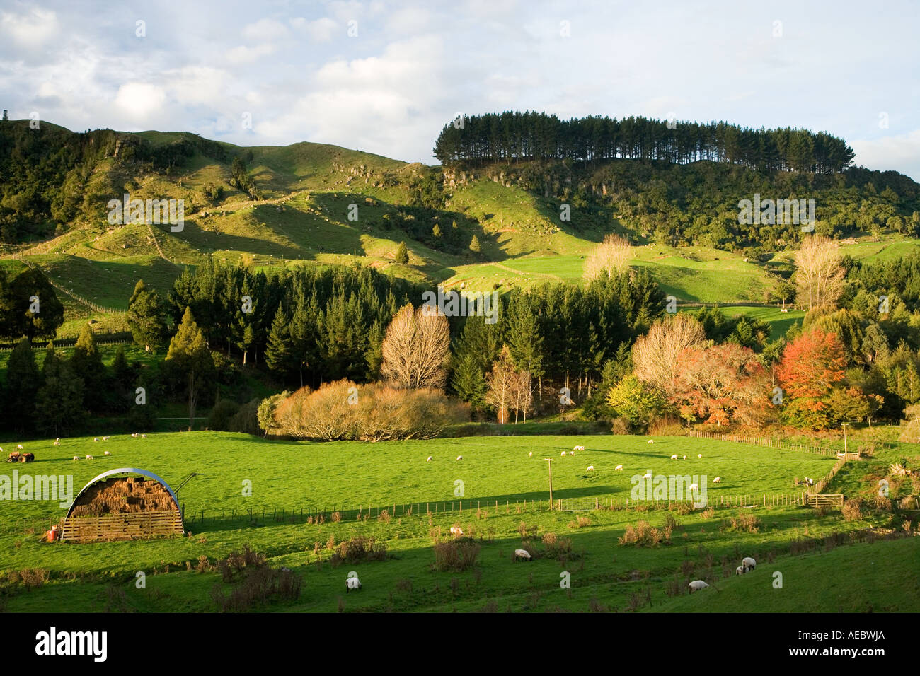 Te kuiti hi-res stock photography and images - Alamy