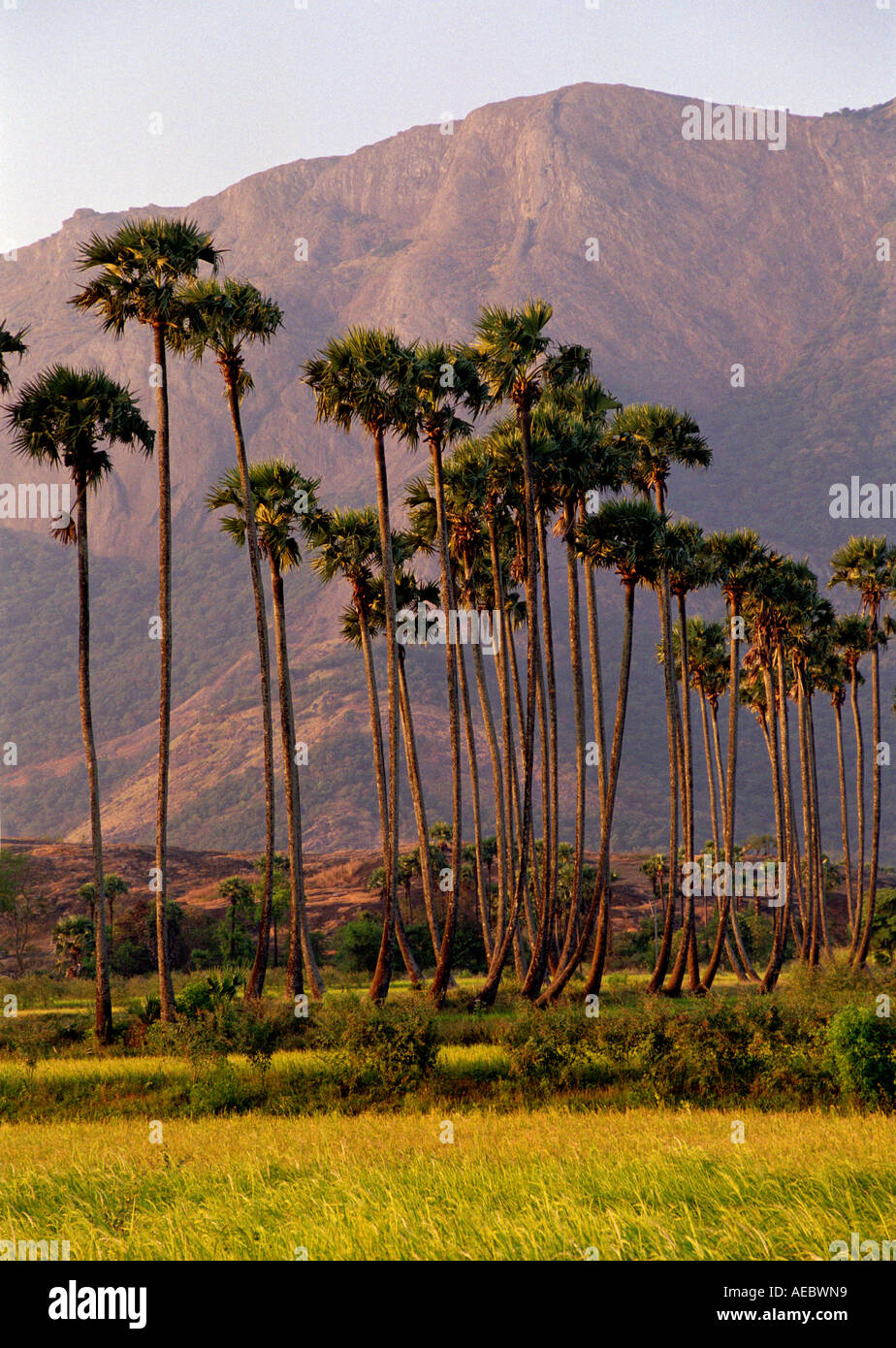 Palghat district hi-res stock photography and images - Alamy