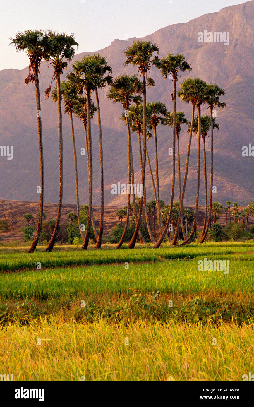 Paddy fields with palm trees and hilly backdrop, Palghat district of ...