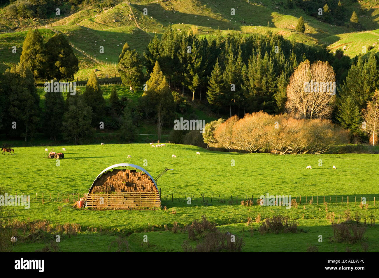 Sheep te kuiti new zealand hi-res stock photography and images - Alamy