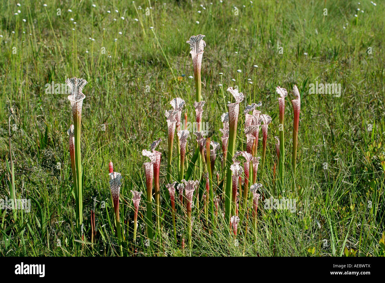 Carnivorous White-topped Pitcher Plant Sarracenia leucophylla wet ...