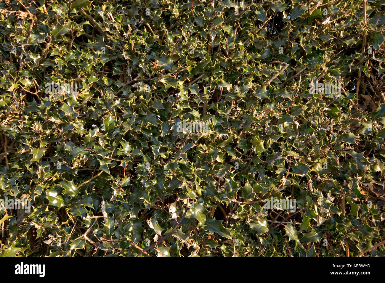 Trimmed holly hedge (Ilex aquifolium). Haie taillée dans un houx commun ...