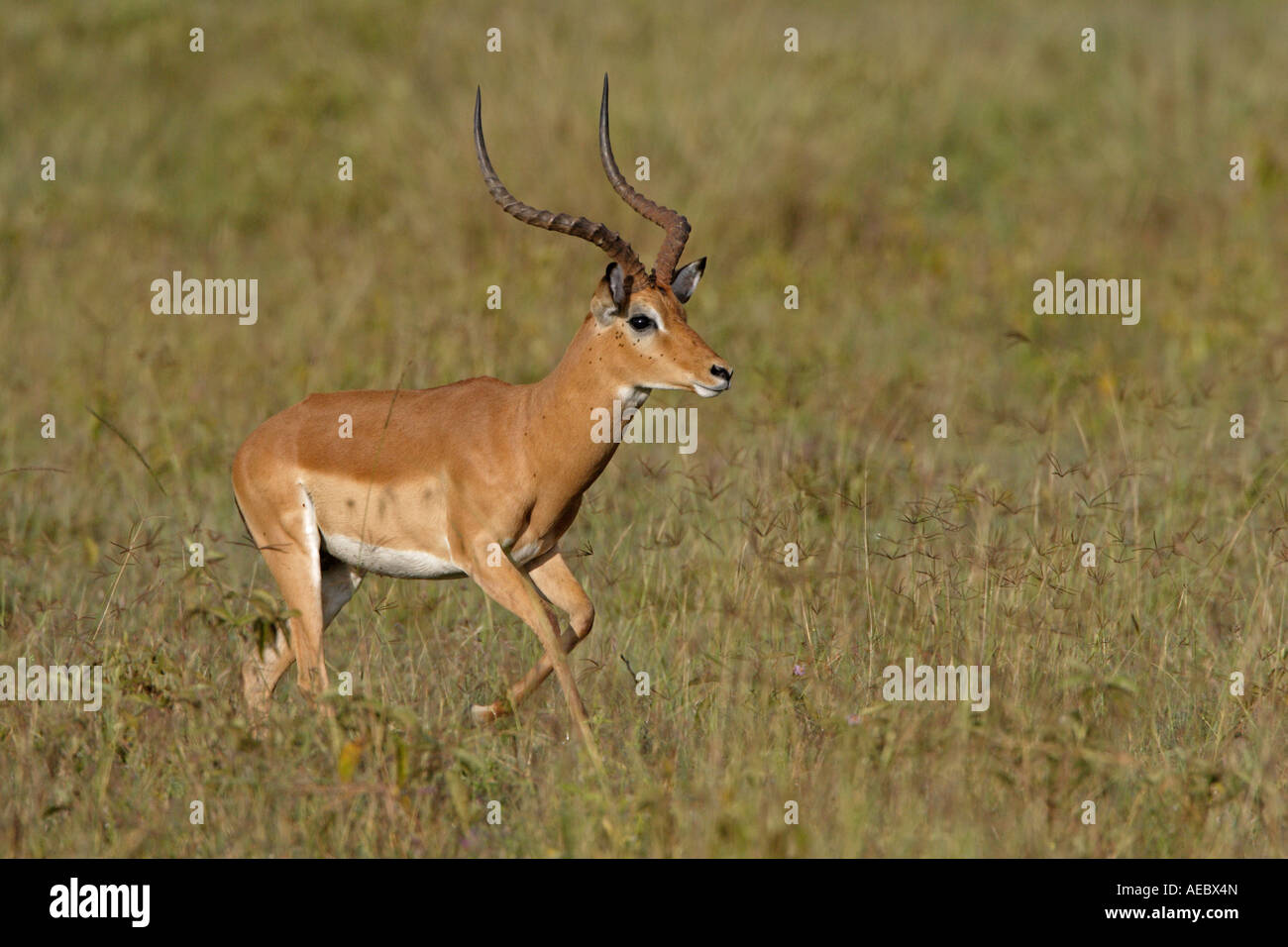 Impala running hi-res stock photography and images - Alamy