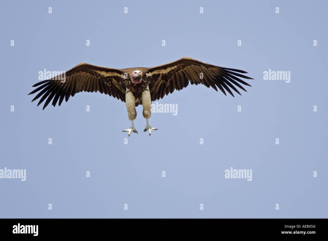 Vulture wings hi-res stock photography and images - Alamy
