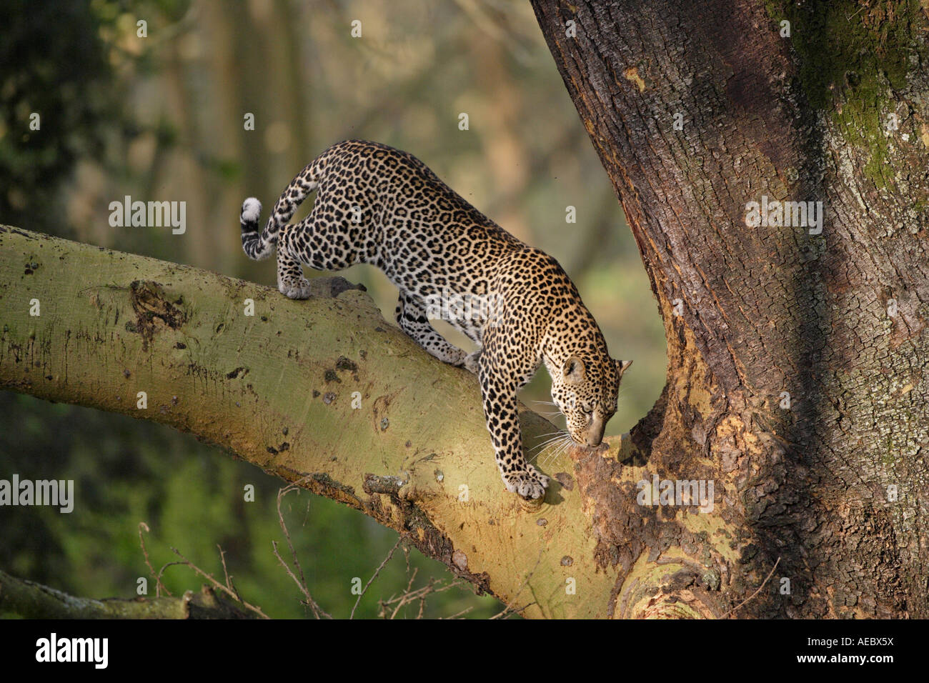 Leopard climbing down tree Stock Photo - Alamy