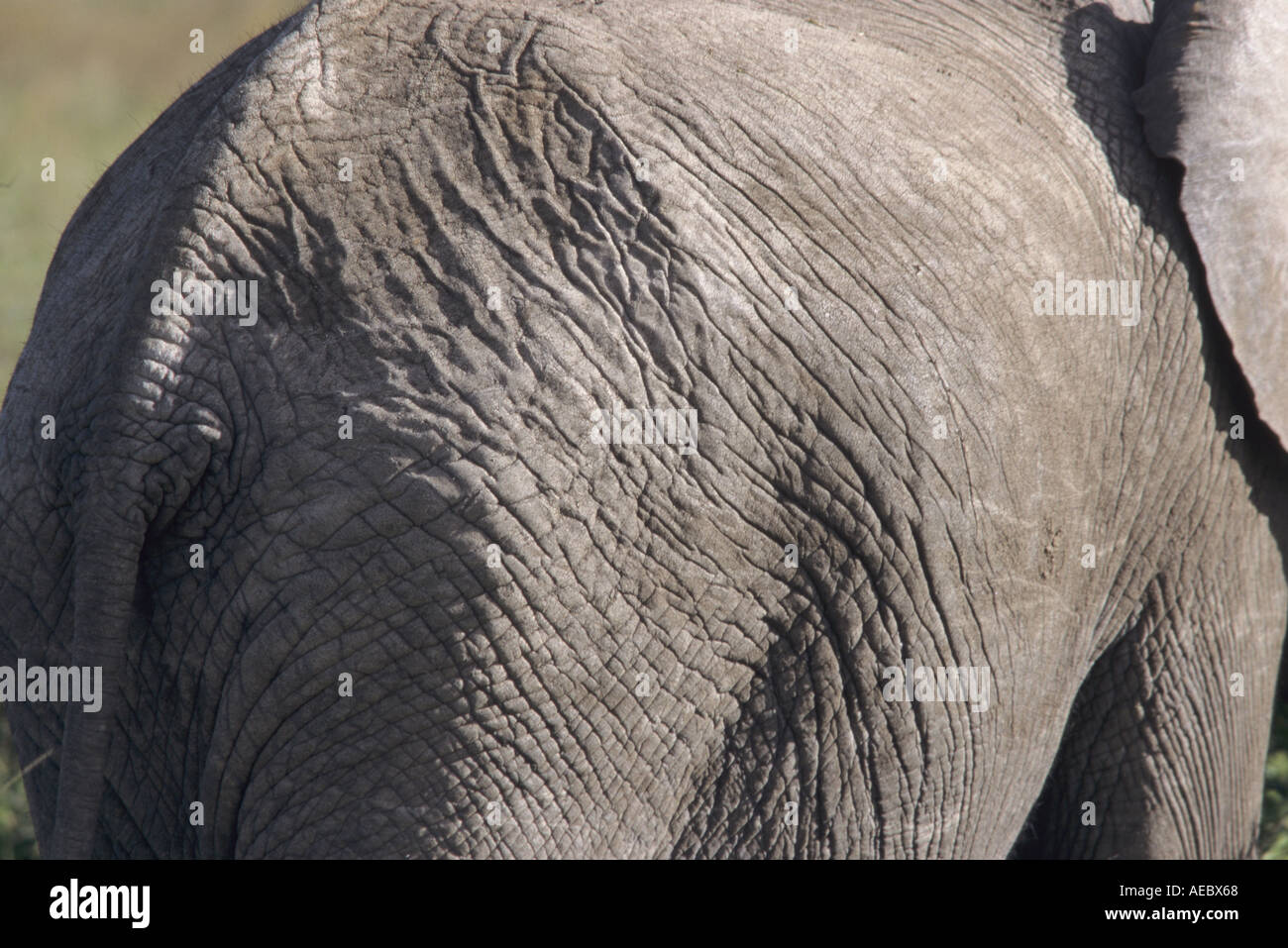 Elephants backside hi-res stock photography and images - Alamy