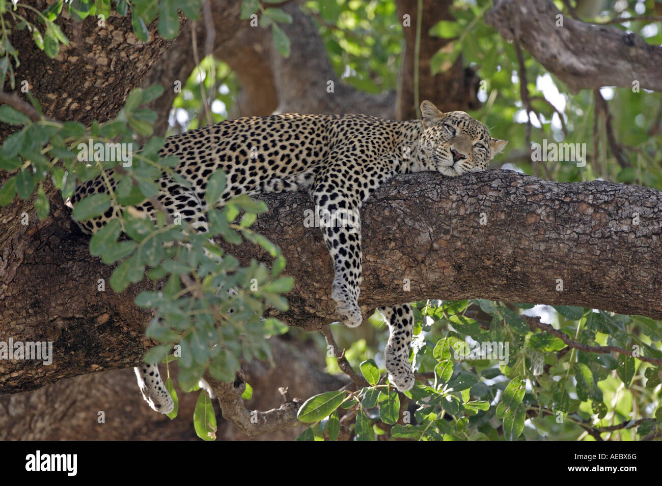 Leopard resting in tree Stock Photo - Alamy