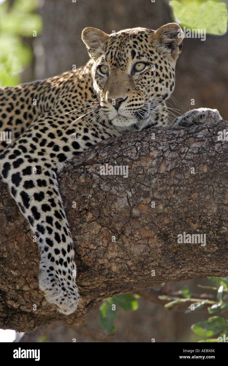 Leopard in tree Stock Photo - Alamy