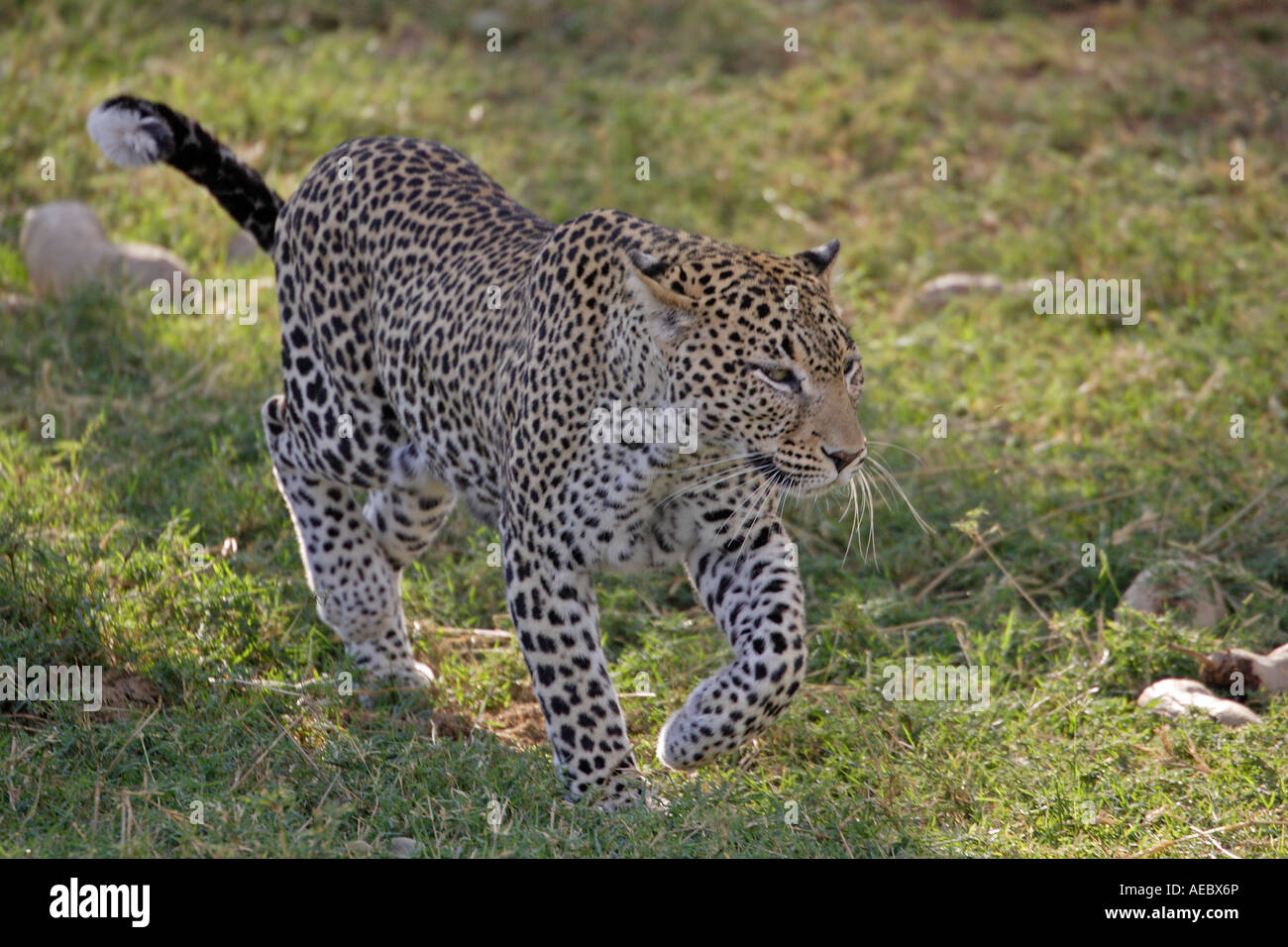 Leopard walking hi-res stock photography and images - Alamy