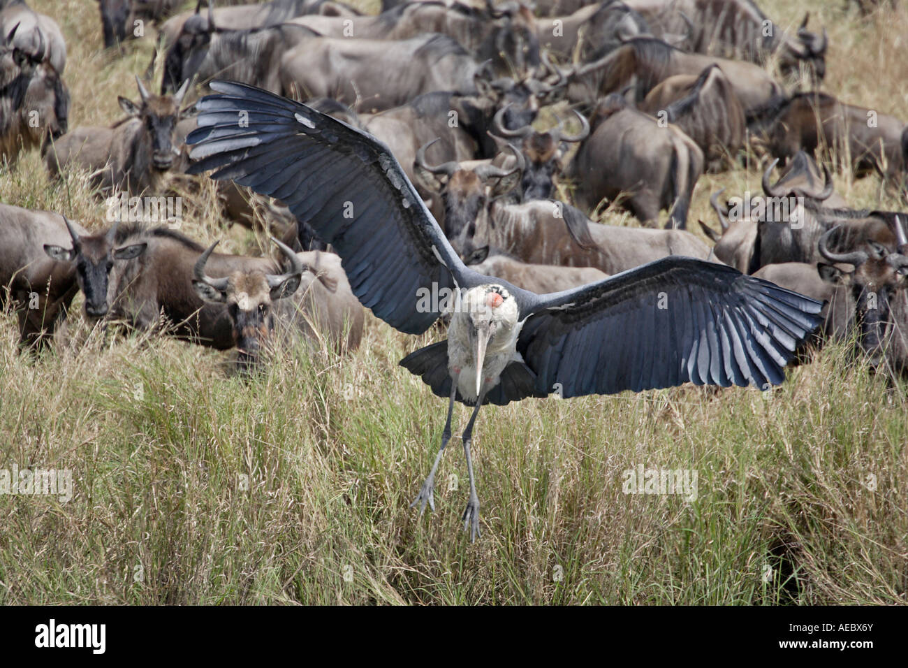 Marabou stork landing near Wildebeest Stock Photo - Alamy