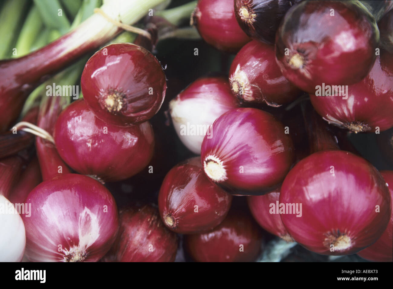 Onion growers hi-res stock photography and images - Alamy