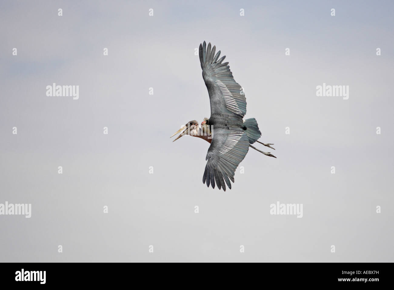 Marabou stork in flight Stock Photo - Alamy