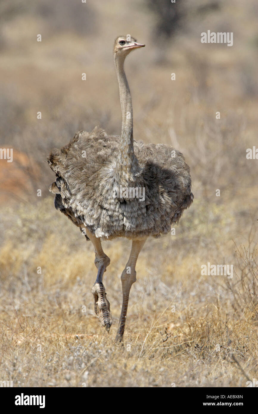 Ostrich female hi-res stock photography and images - Alamy