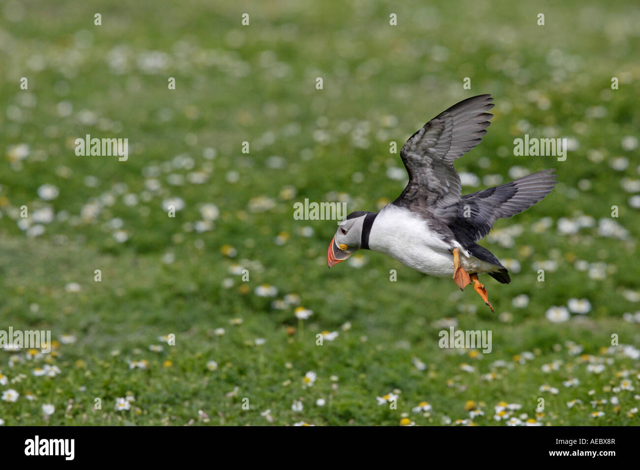 Puffin in flight Stock Photo - Alamy
