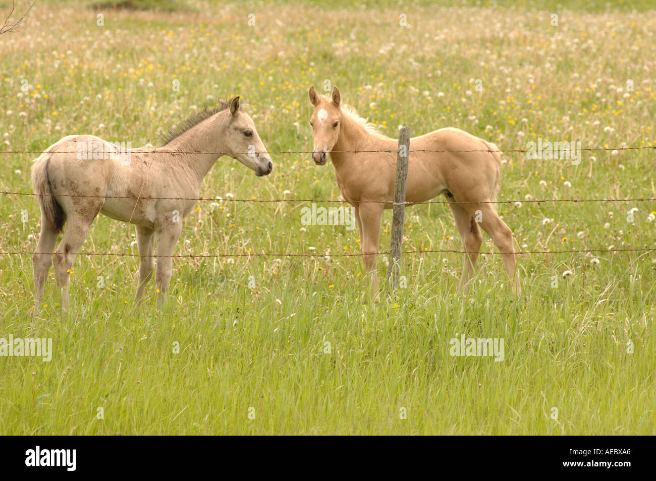 Two horses in a field Stock Photo - Alamy
