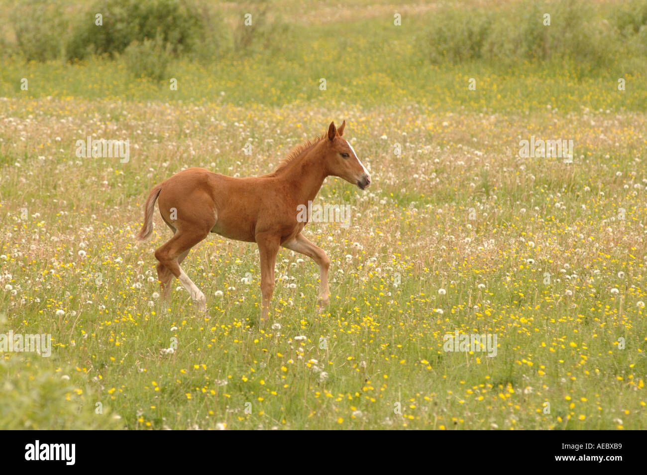 Colt trotting in field Stock Photo - Alamy