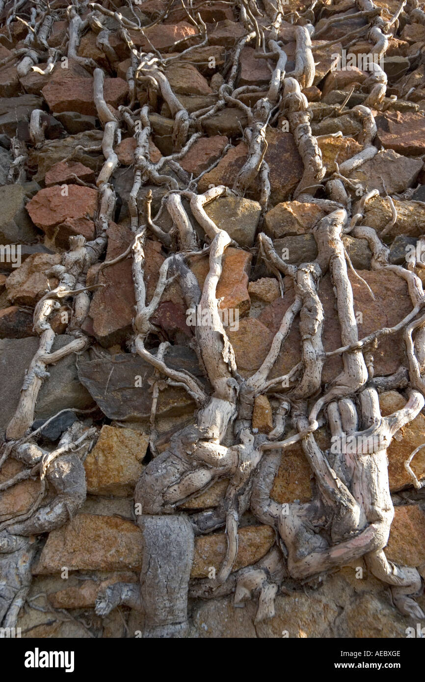 English ivy roots (Hedera helix). Allier - France. Racines de lierre ...
