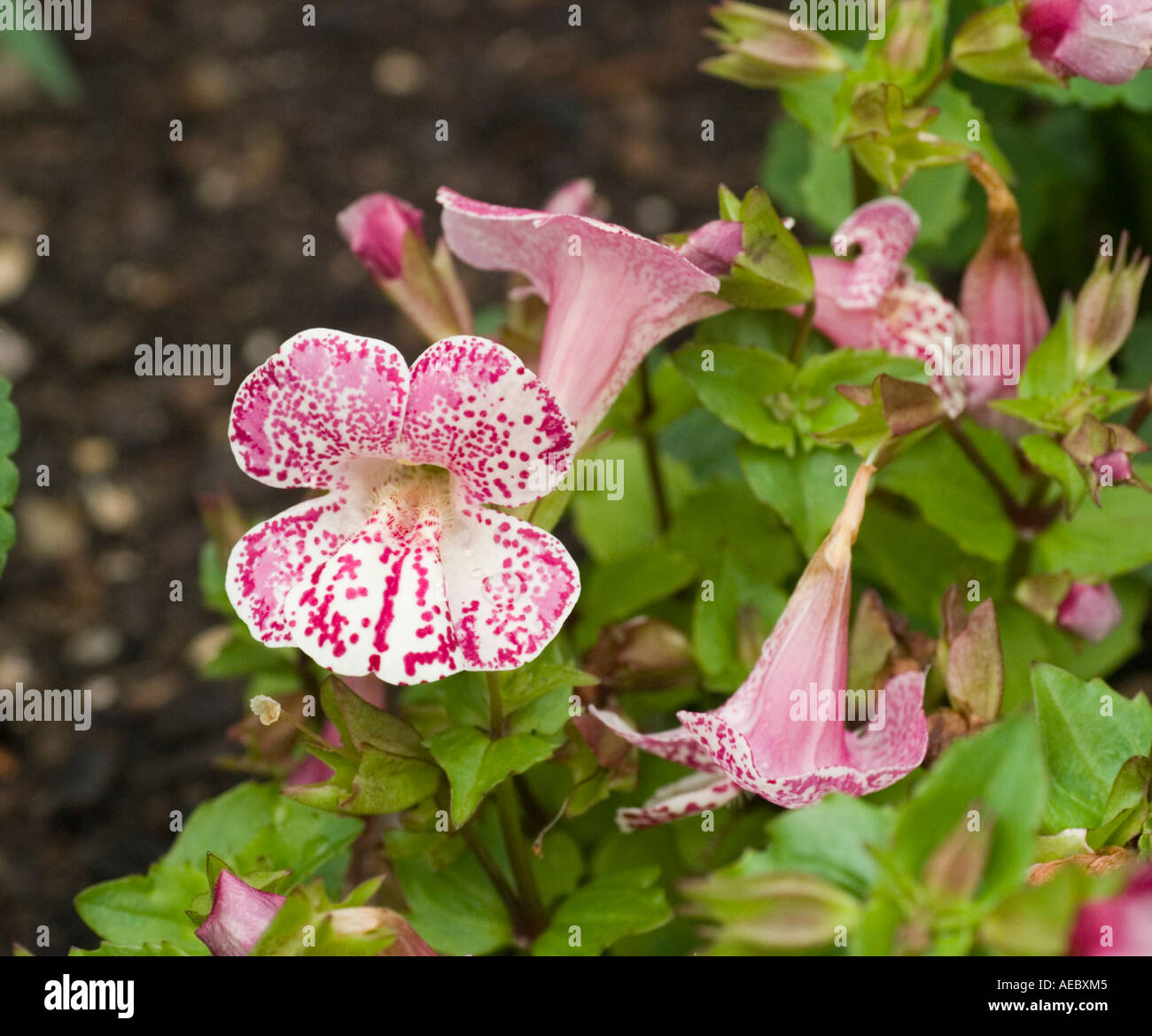 Mimulus magic hi-res stock photography and images - Alamy