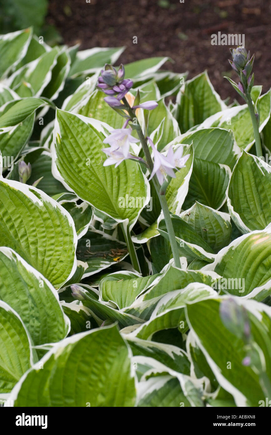 Hosta plant at RHS Garden Hyde Hall Essex UK Stock Photo - Alamy