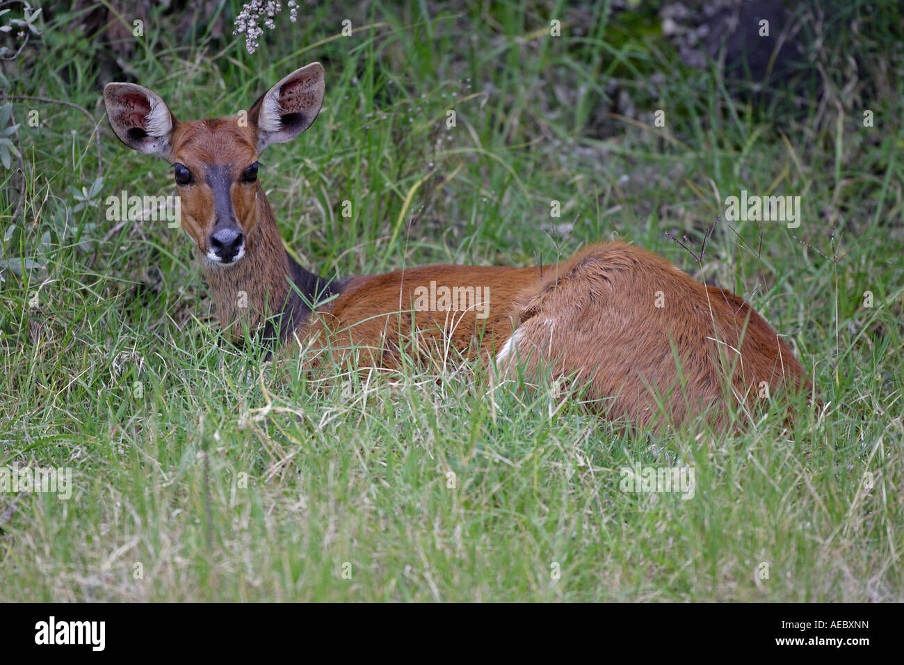 Bohor hi-res stock photography and images - Alamy