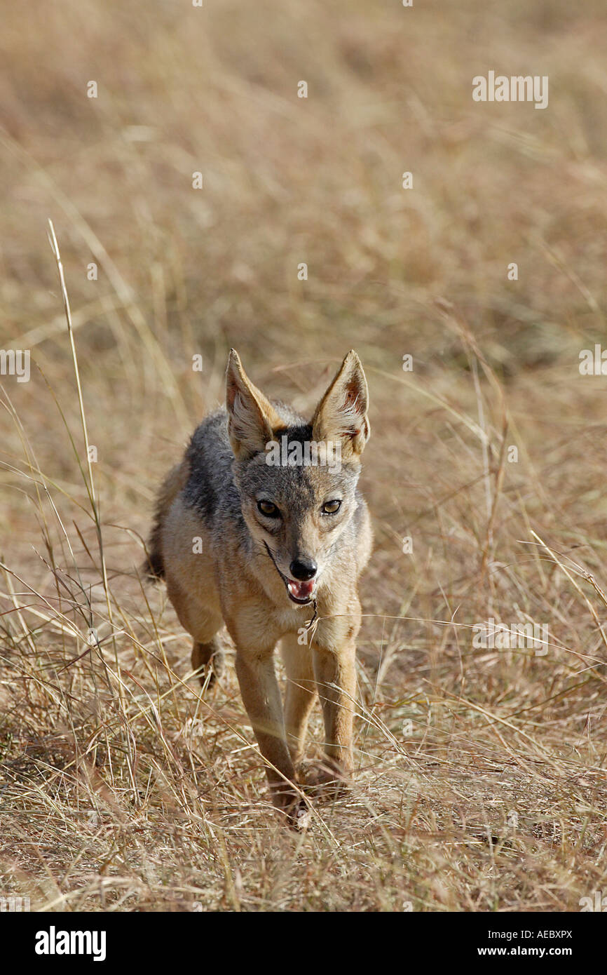 Black backed Jackal Stock Photo - Alamy