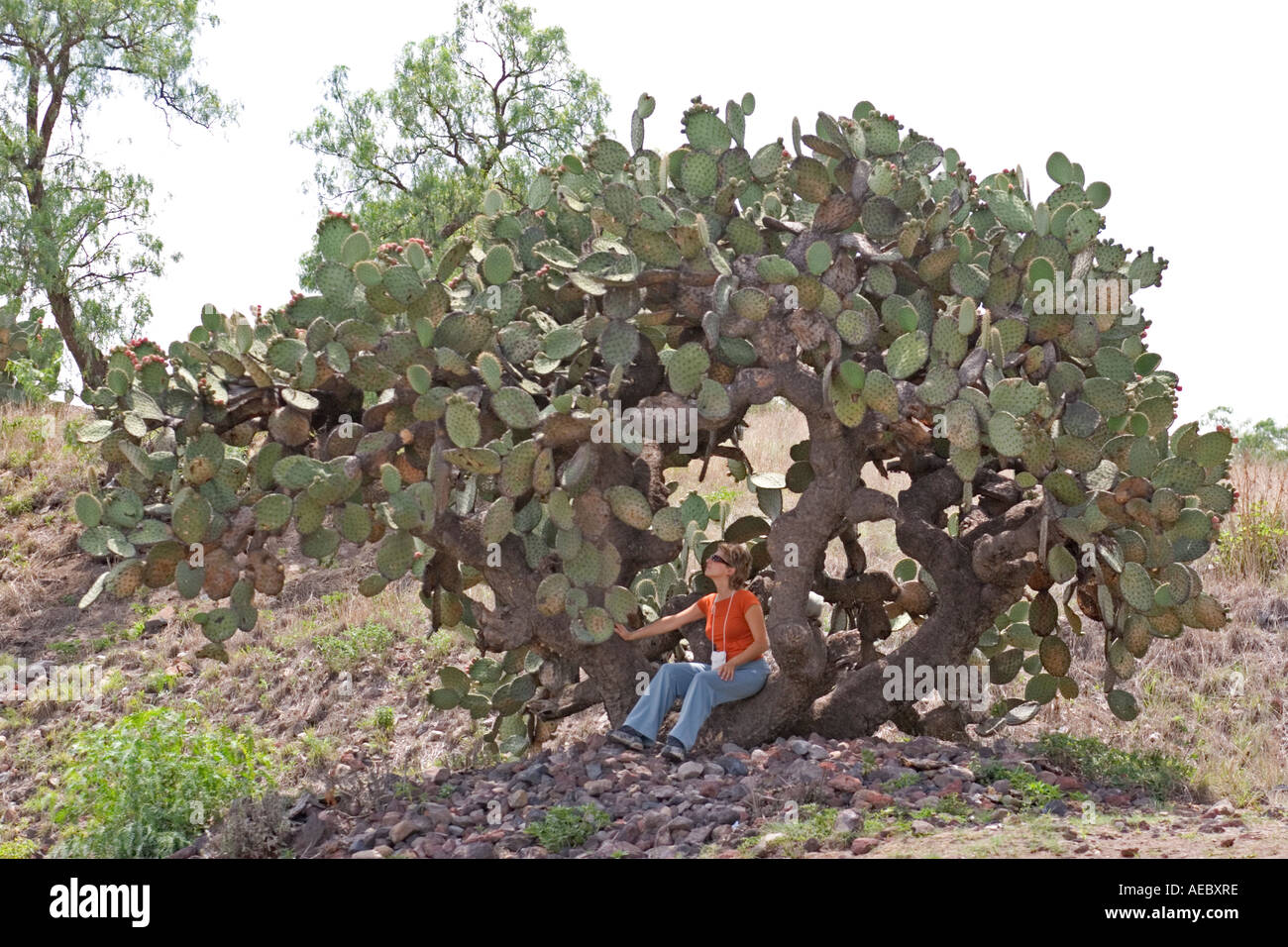 Tourist sat on a very tall prickly pear (Mexico). Touriste assise sur ...