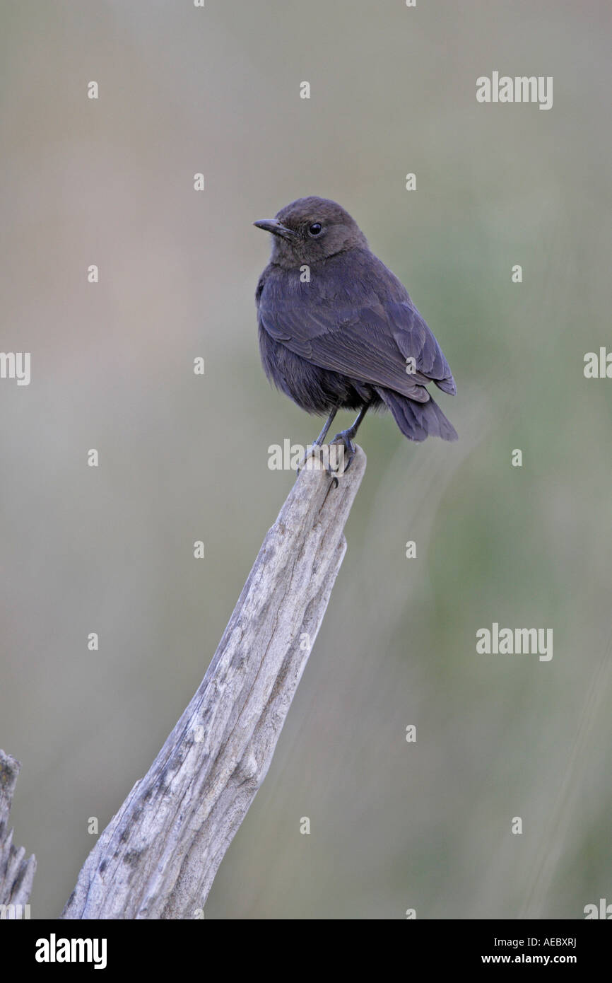 Chat hi-res stock photography and images - Alamy